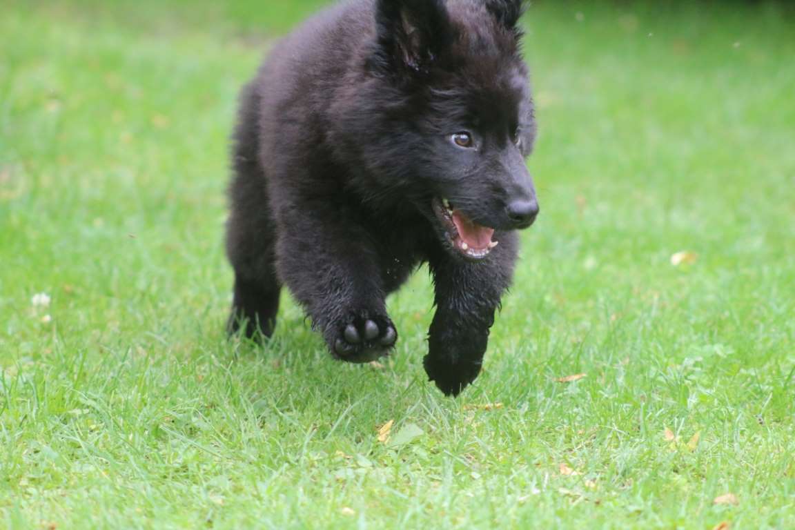 Las razas de perros que viven más años