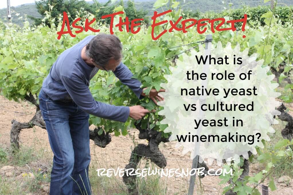 What Is The Role Of Native Yeast Versus Cultured Yeast In Winemaking?