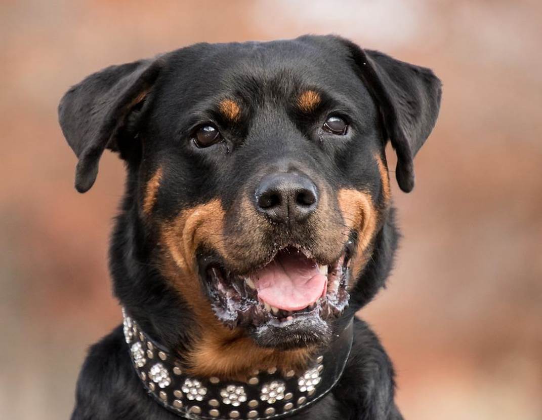 Las razas de perros que viven menos años