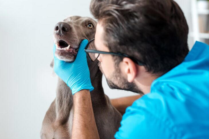 7 Essential Steps to Prepare for Your Dog's Tooth Extraction