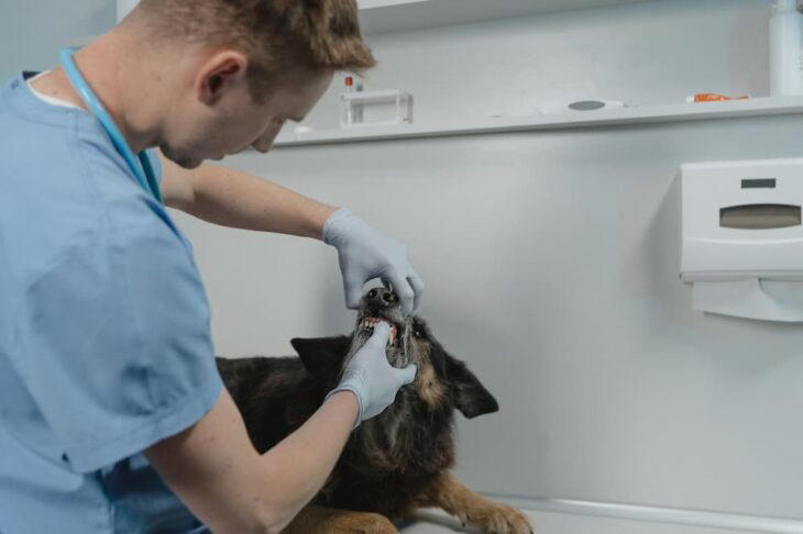 7 Essential Steps to Prepare for Your Dog's Tooth Extraction