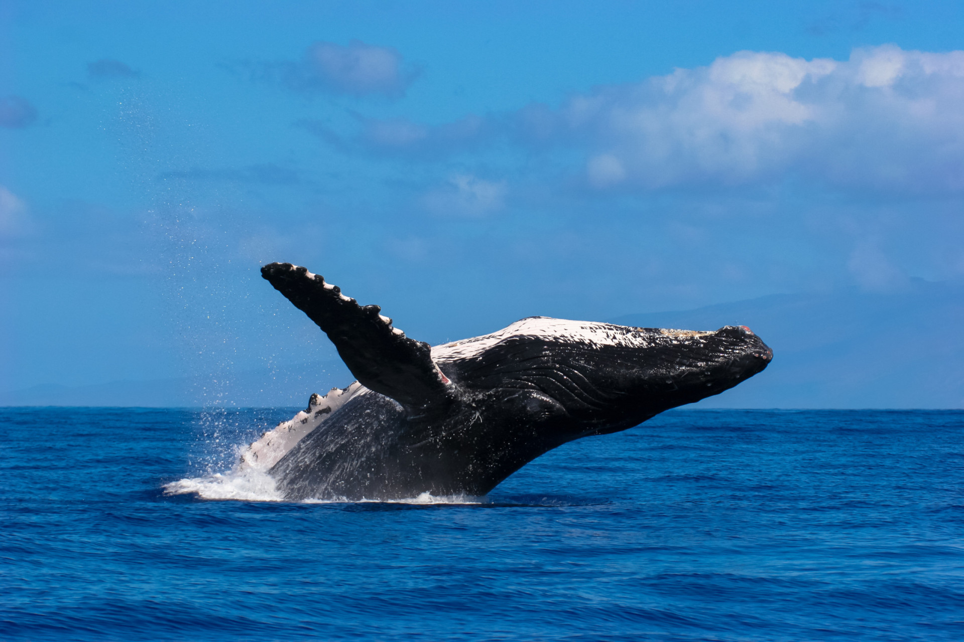 Whales: Why we love and need them