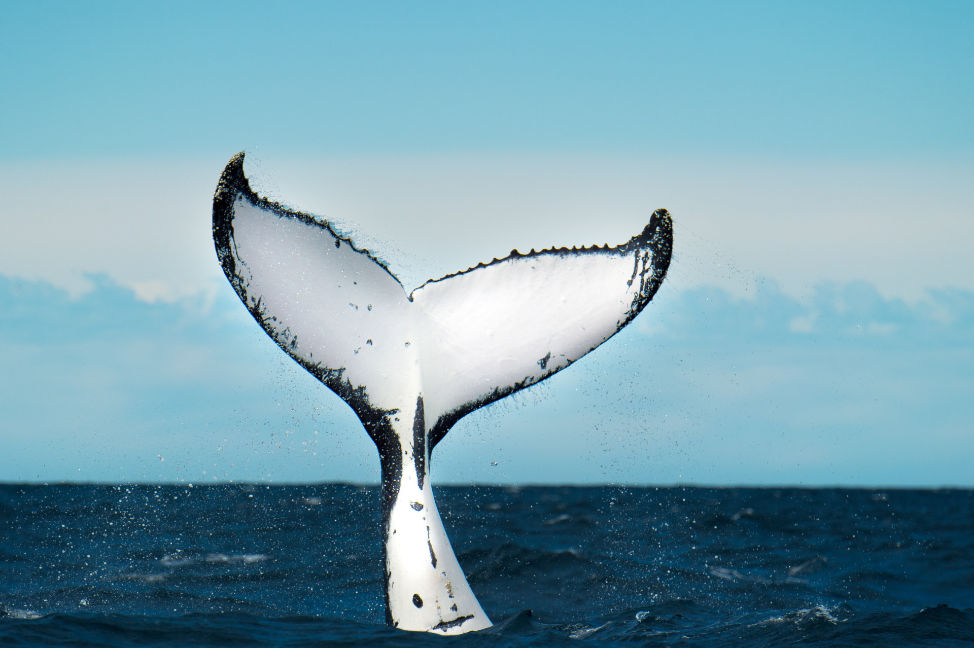 Whales: Why we love and need them