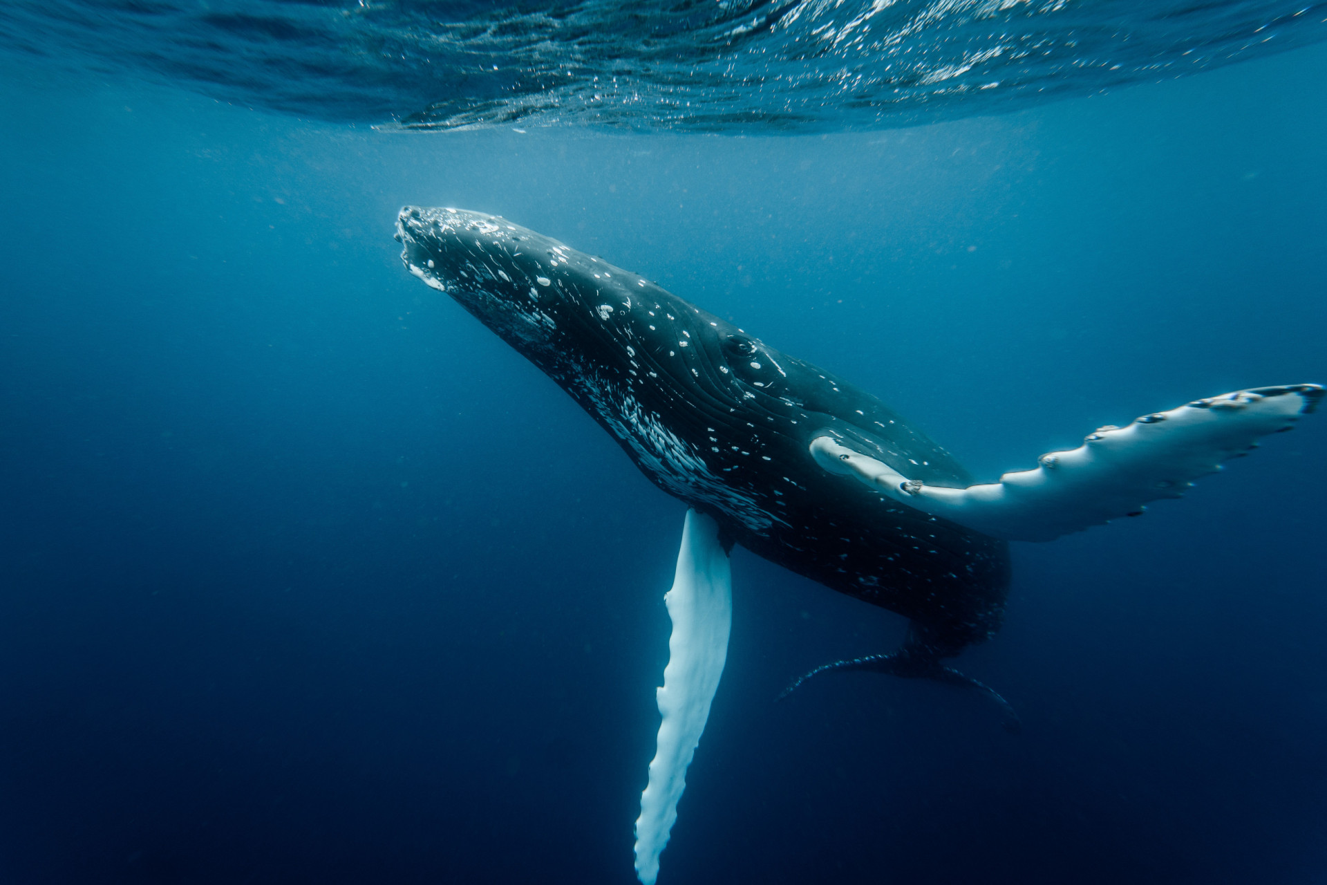 Whales: Why we love and need them