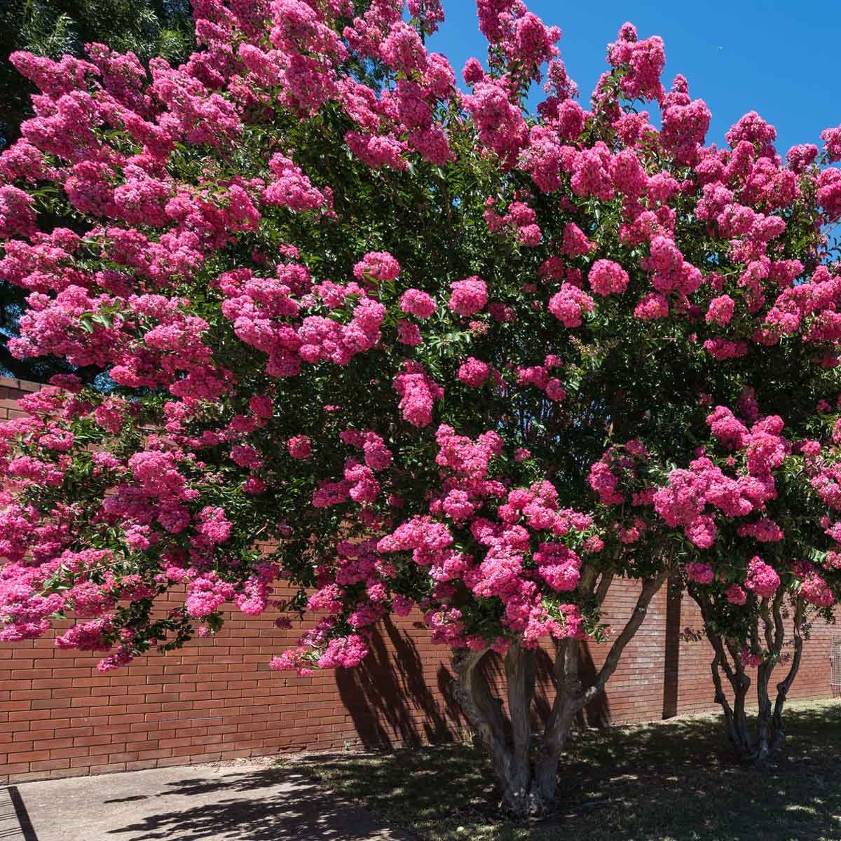 7 Best Patio Trees for Shade