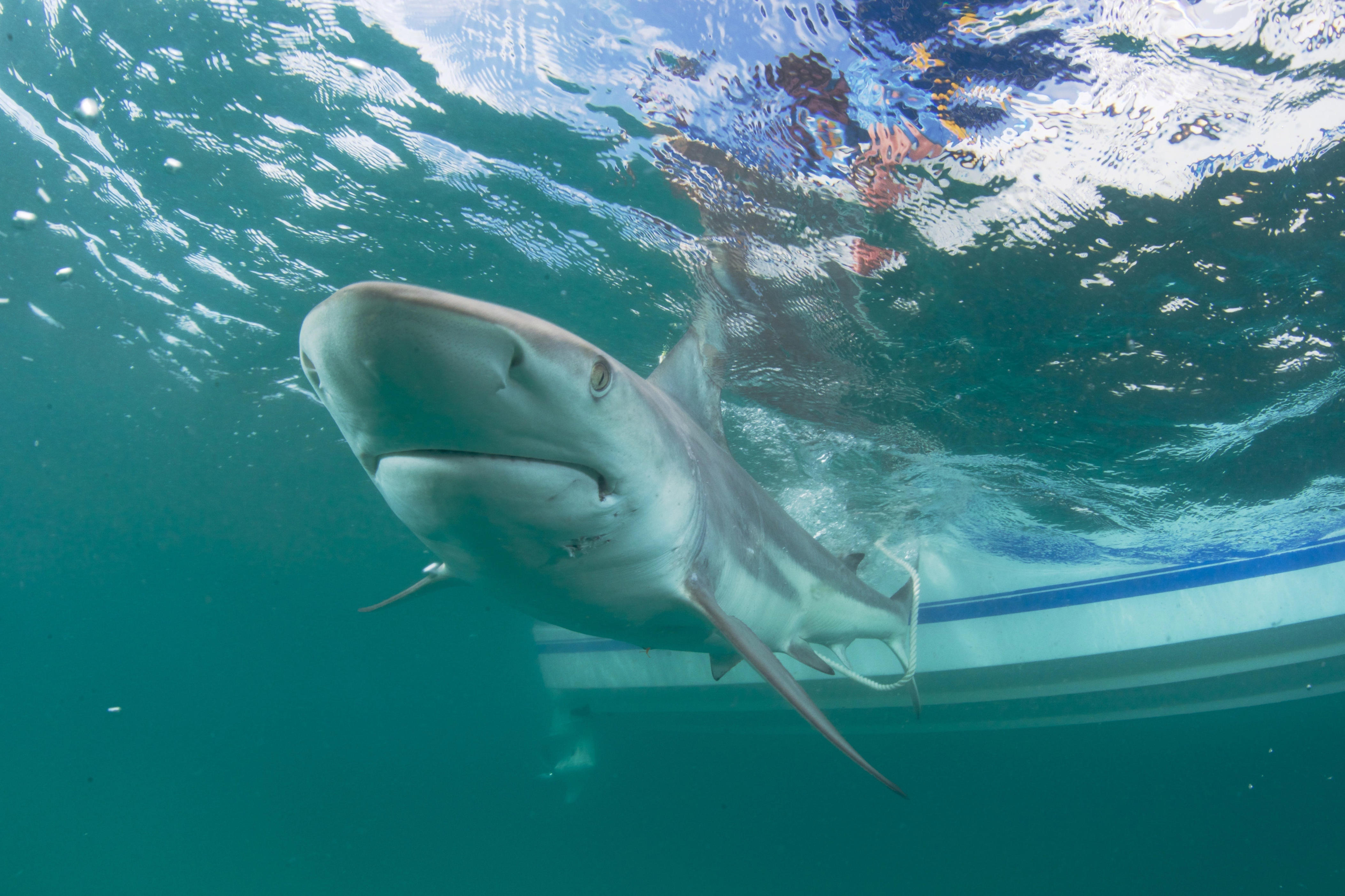 Shark bites 40-year-old surfer's right arm in New Smyrna Beach during ...