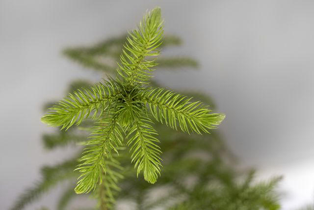 How to Grow and Care for Norfolk Island Pine