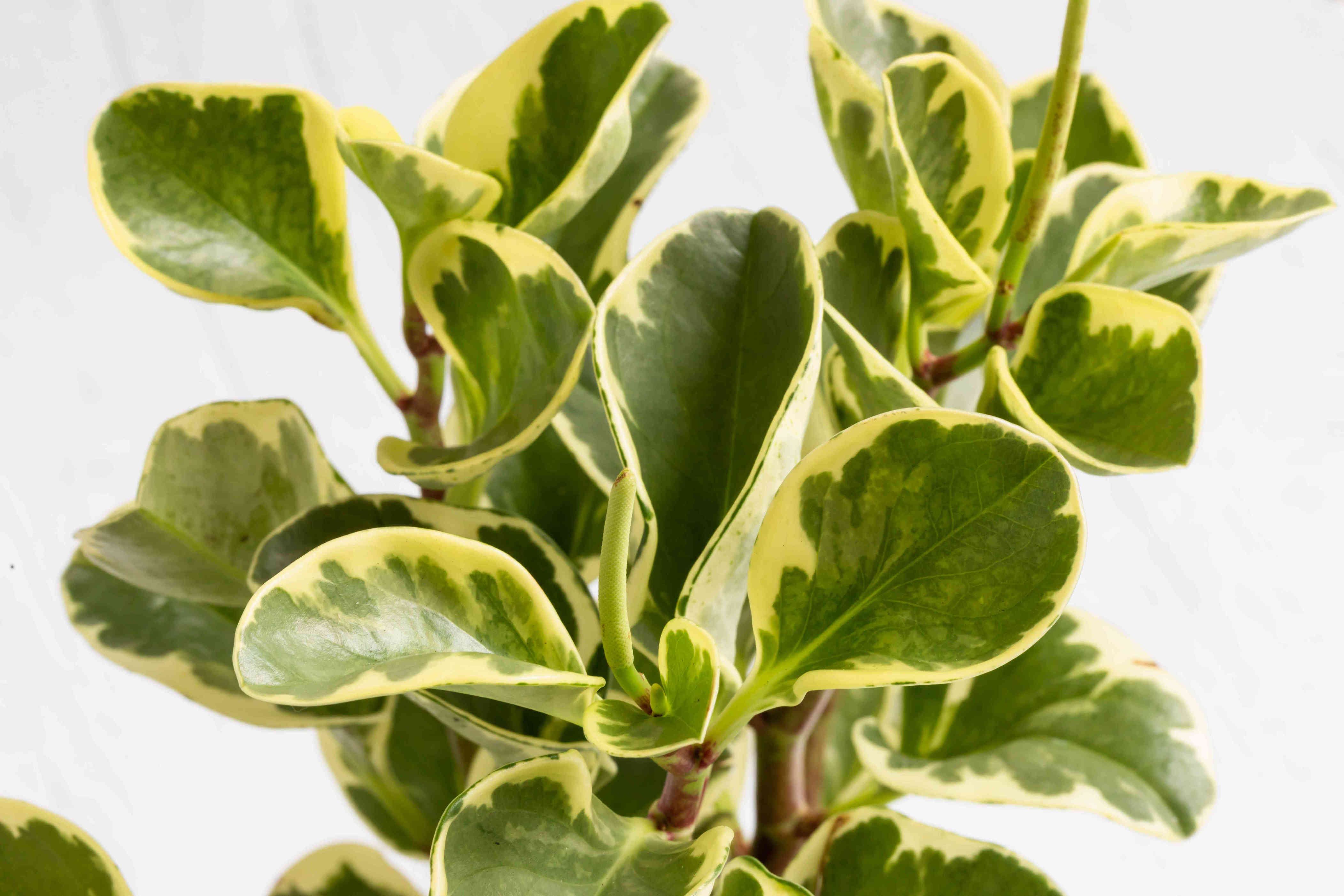 How to Grow and Care for Peperomia Plants