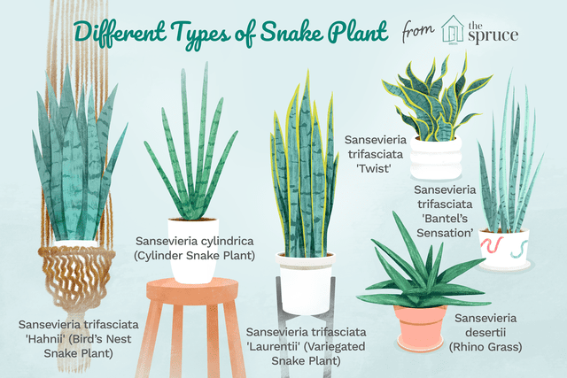 How to Grow and Care for Snake Plant