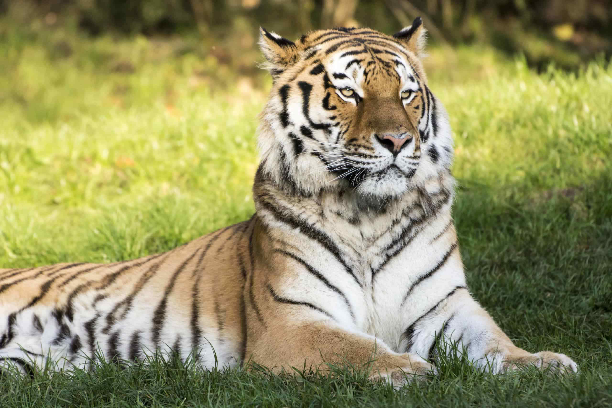 Discover Why the Largest Tiger Weighed as Much as a Horse Discover Why the Largest Tiger Weighed as Much as a Horse