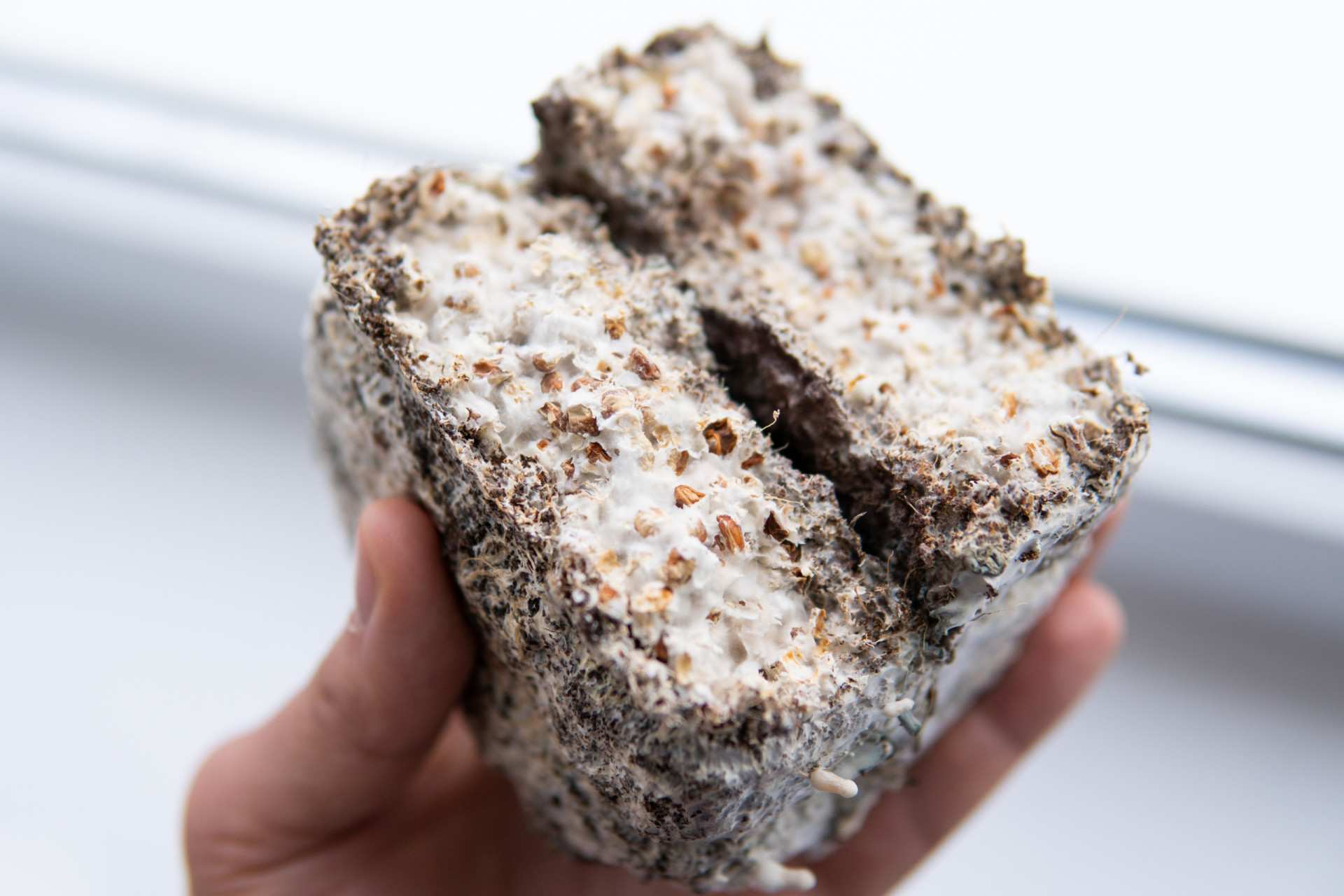 How mushrooms could save the planet