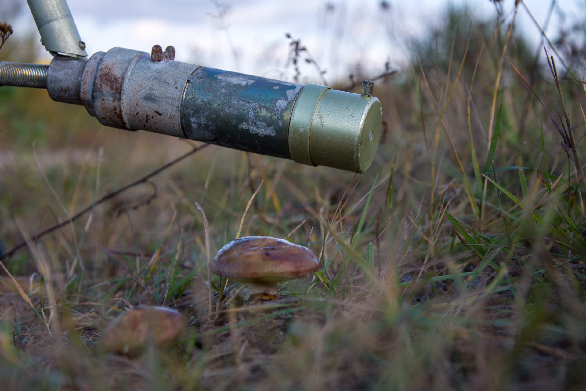 How mushrooms could save the planet