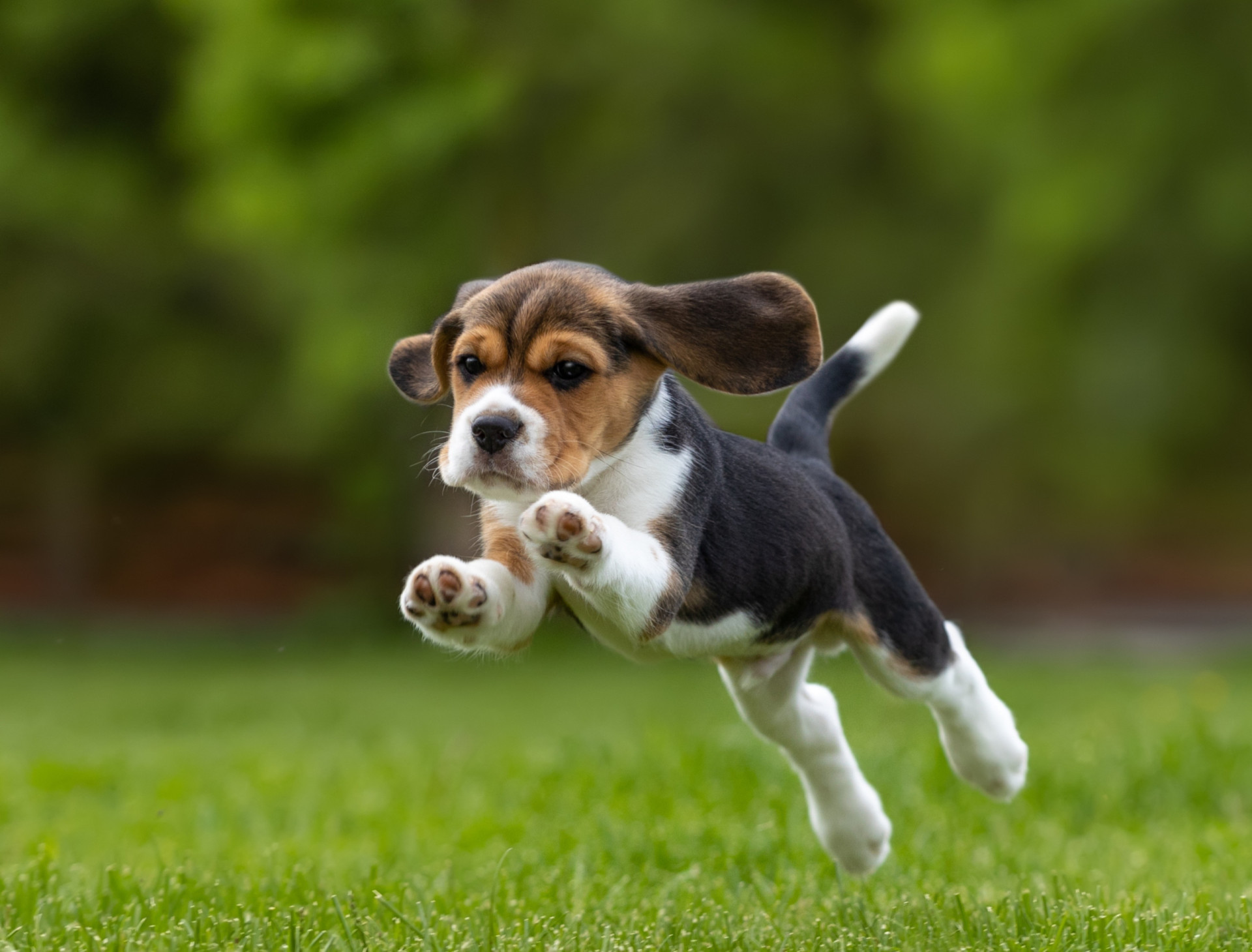 Êtes-vous prêt à adopter un chien?