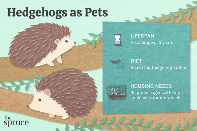 The Essential Guide to Hedgehog Care: Tips for Happy, Healthy Pets