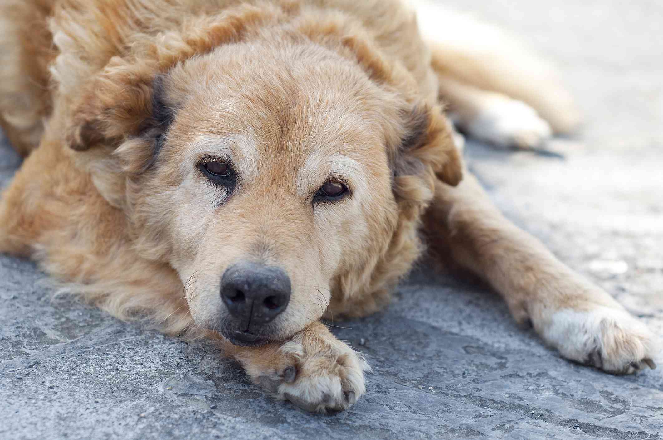 What to Do If Your Dog Is Leaking Urine