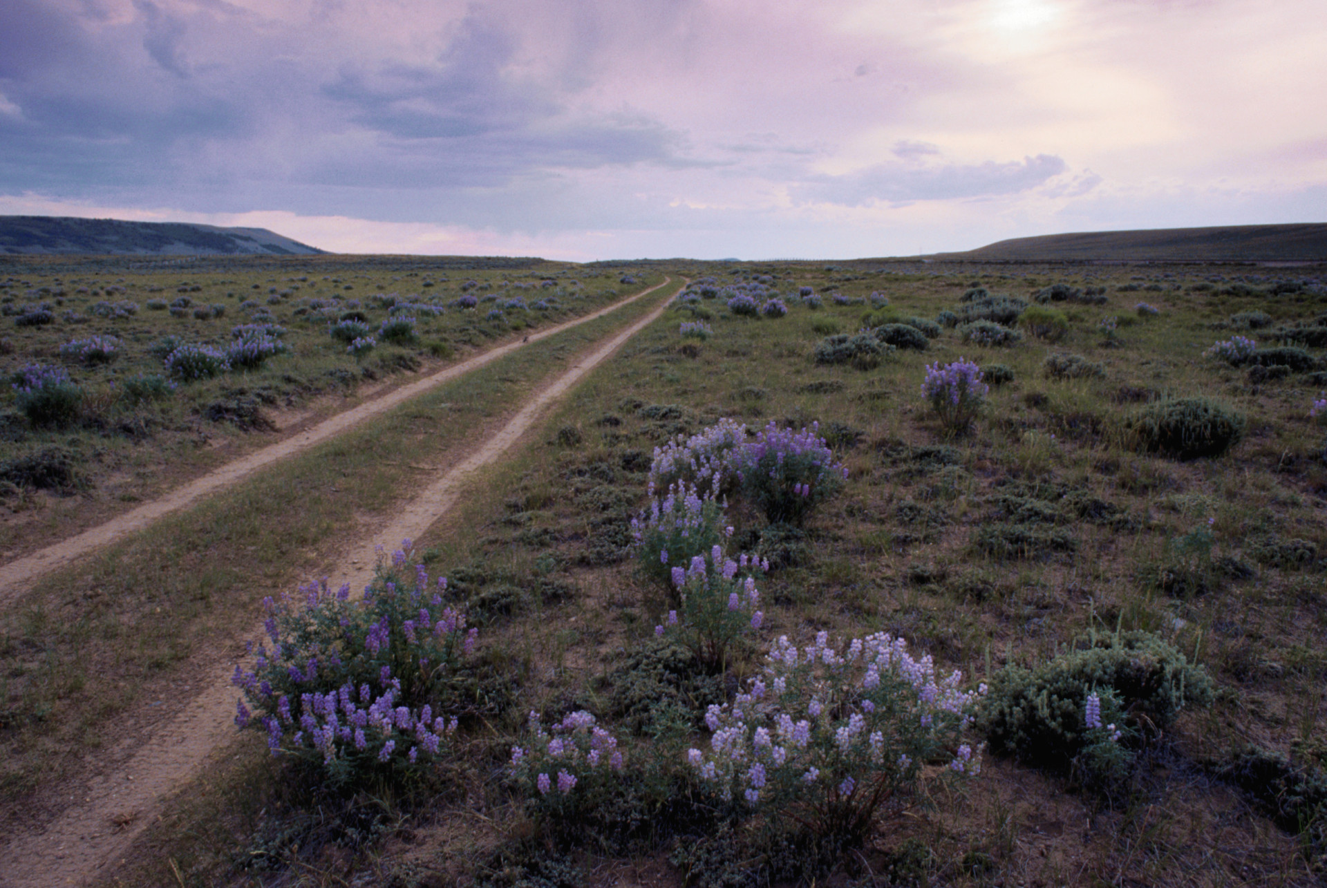 Cannibalism and massacres: The dark history of the Oregon Trail