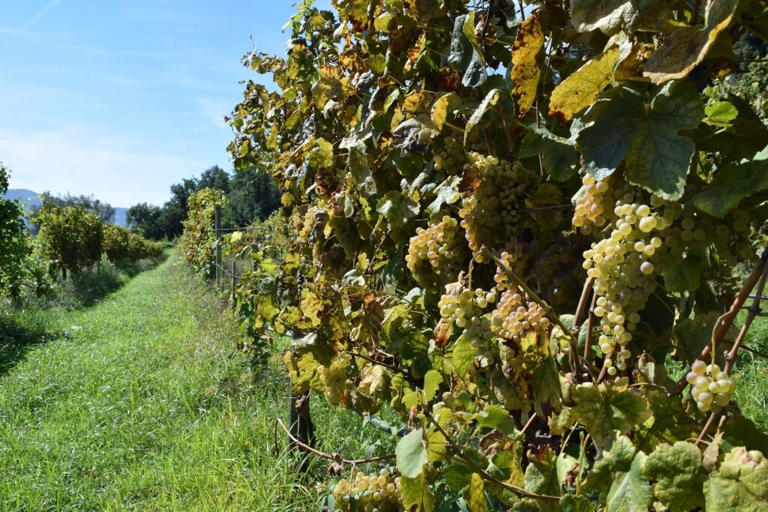 The Grapes of Vinho Verde - Alvarinho and Loureiro