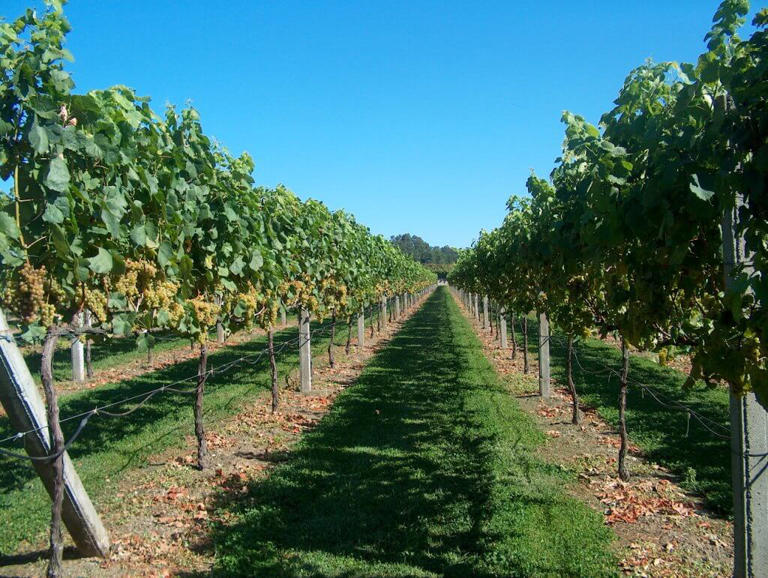 Vinho Verde - Modern Wines With A Whole Lot of History