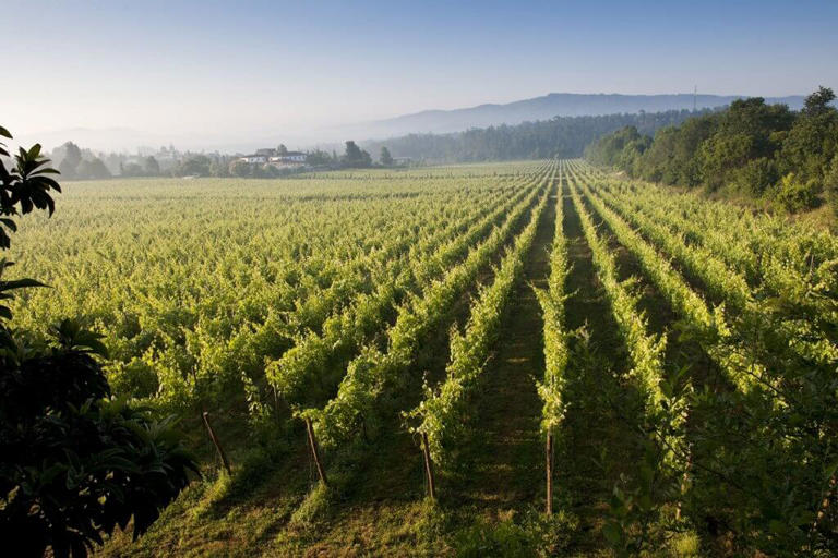 Vinho Verde - Modern Wines With A Whole Lot of History