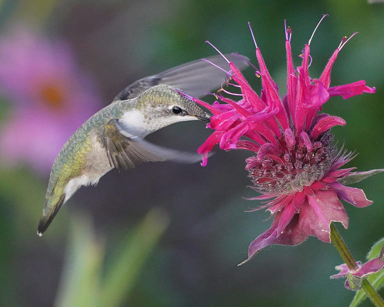 Where are hummingbirds traveling? See their migration with this ...