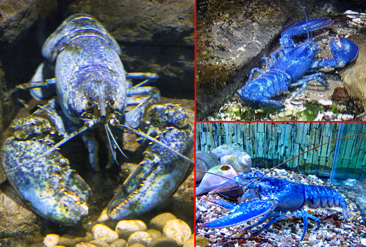 Animais raros e exóticos chamam atenção por características incomuns
