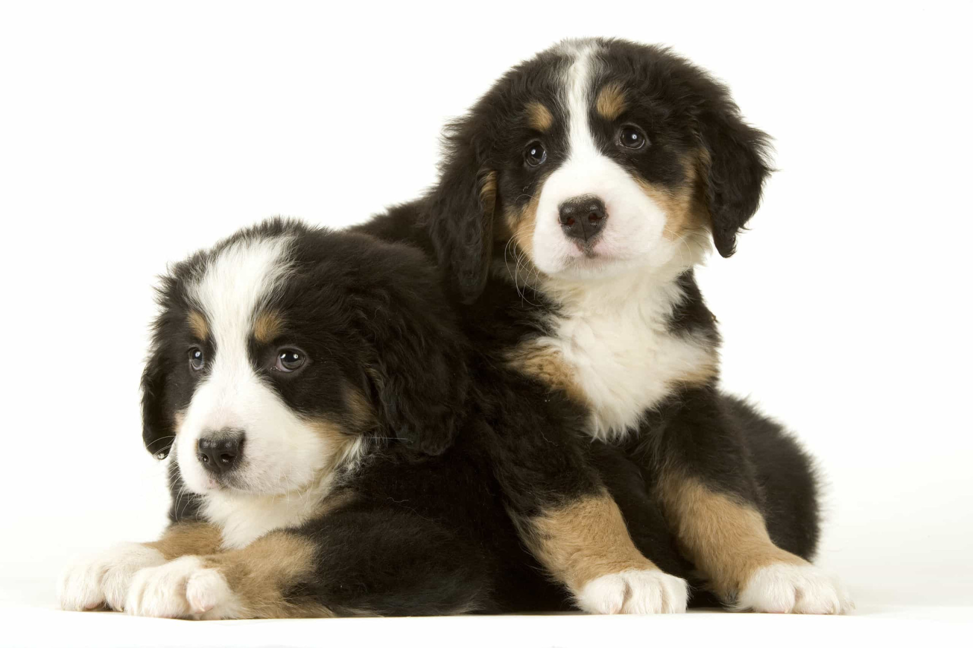 Les 25 plus adorables races de chiens