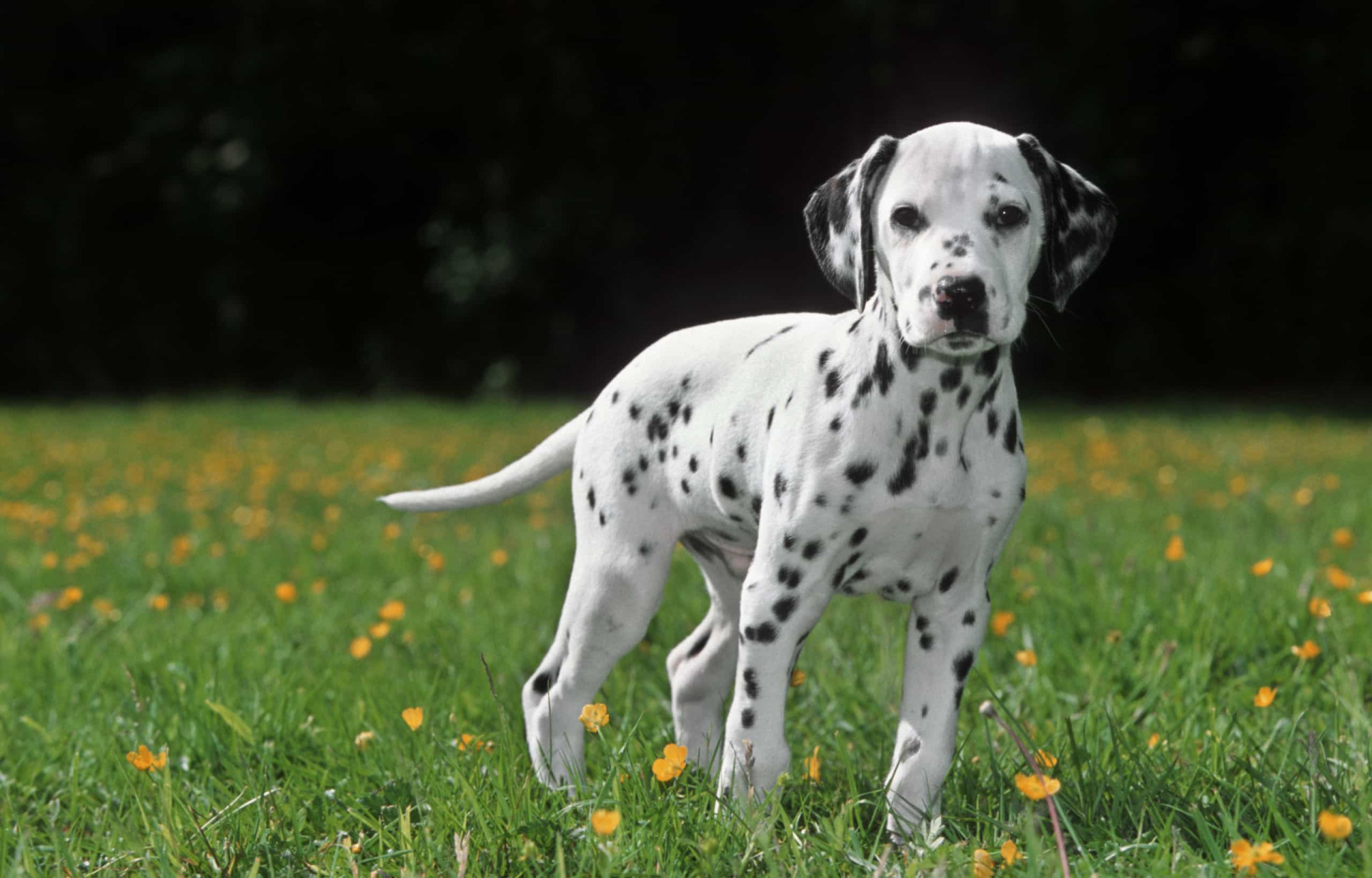 Notre classement des races de chiens les plus irrésistibles