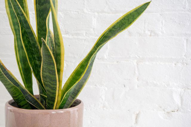 How to Grow and Care for Snake Plant