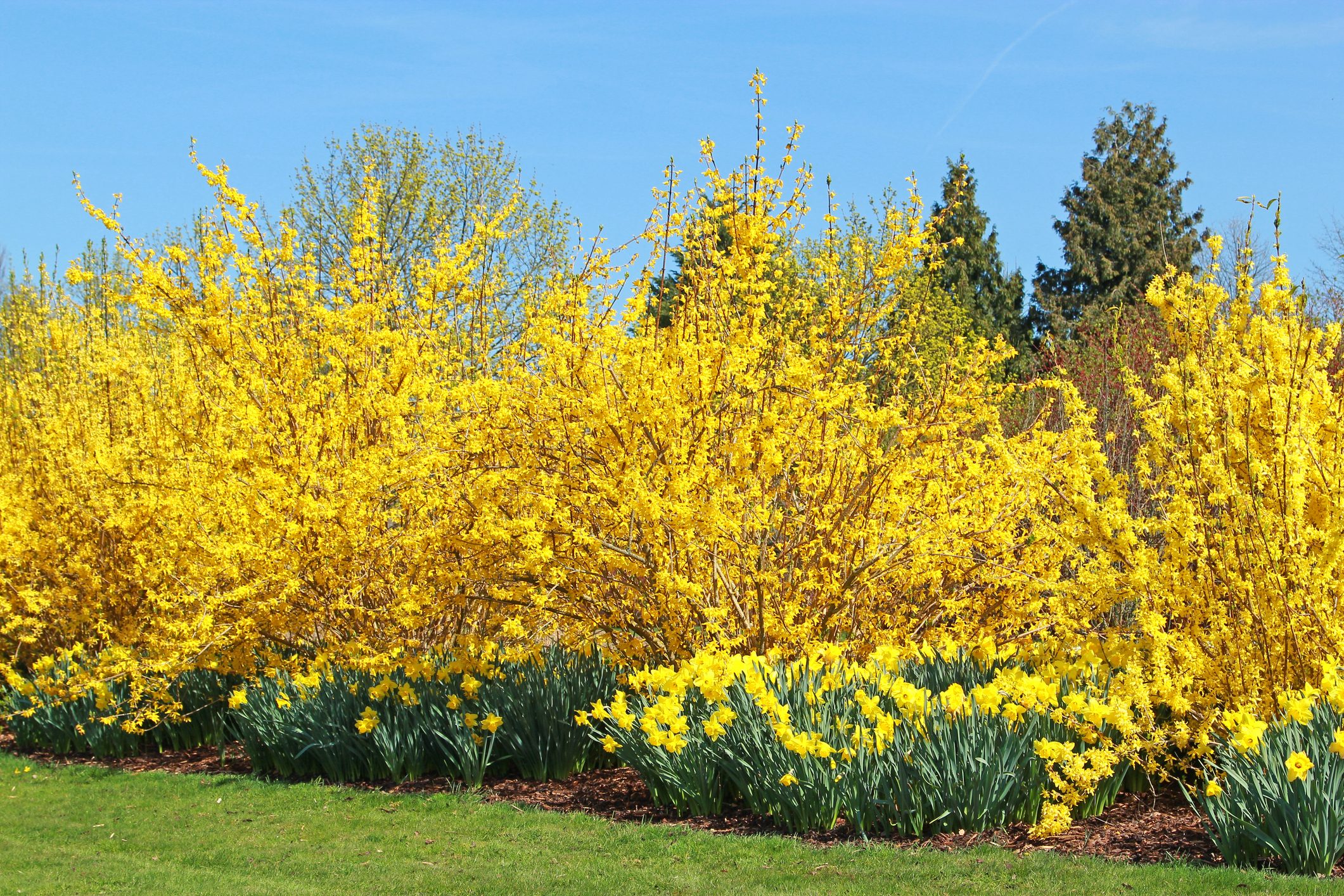 12 Shrubs for Full Sun