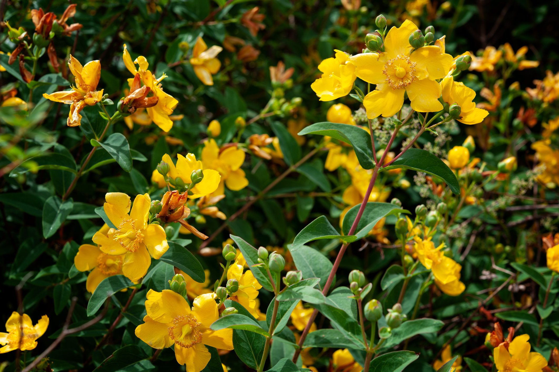 12 Shrubs for Full Sun