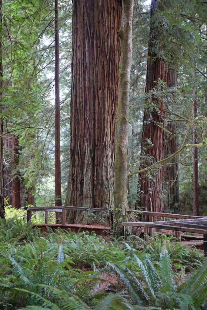 8 EPIC THINGS TO DO AT REDWOOD NATIONAL PARK- CALIFORNIA