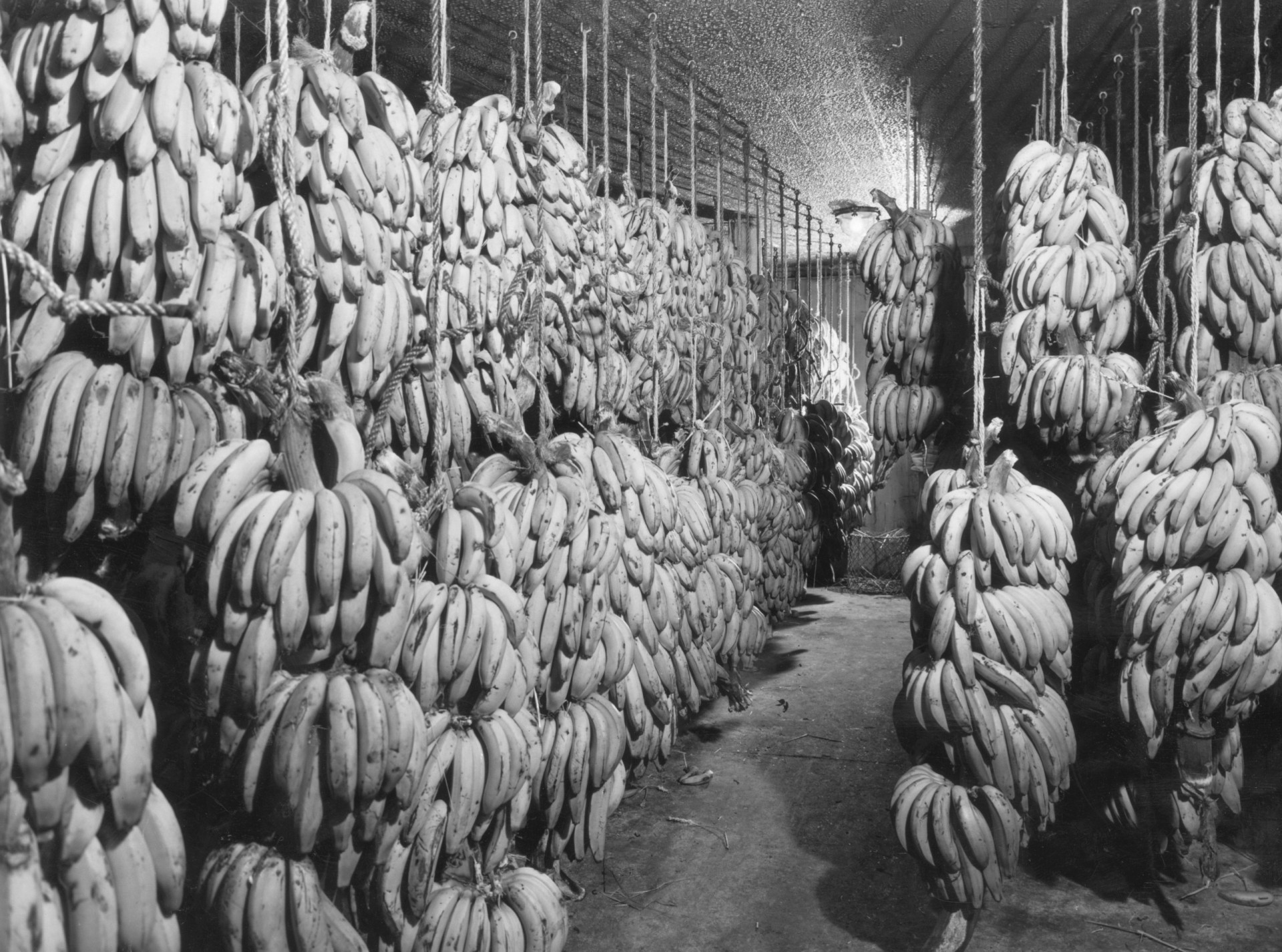Dem Untergang geweiht? Die überraschend düstere Geschichte unserer Banane