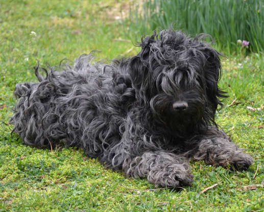 Las mejores razas de perros para proteger tu hogar Las mejores razas de perros para proteger tu hogar
