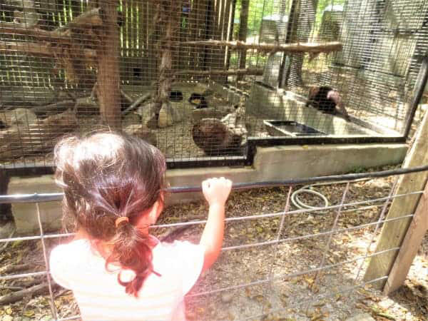 16 of the Best Petting Zoos Near Me & Places to Visit Animals