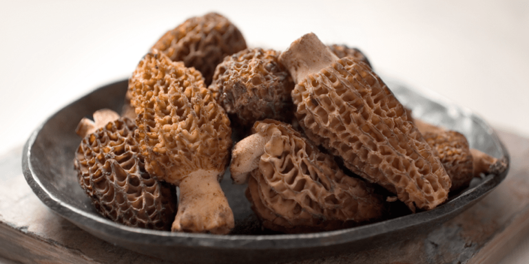 Morel Mushroom Hunting Secrets - Where to Look and How to Score Big