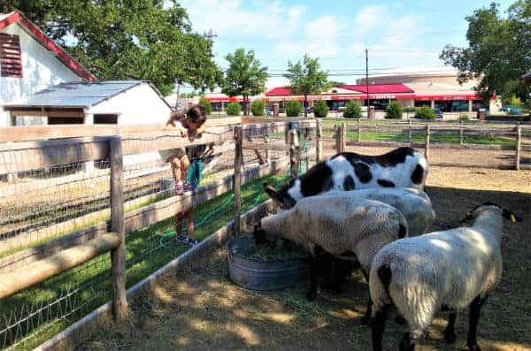 16 of the Best Petting Zoos Near Me & Places to Visit Animals