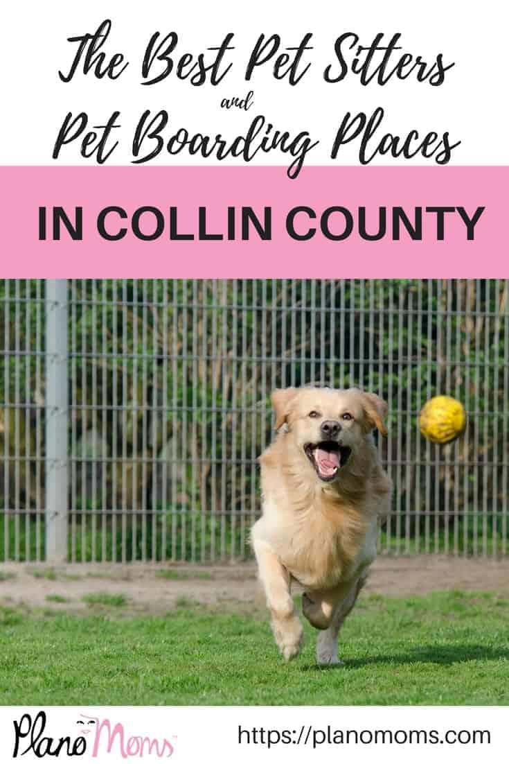 30+ Tried and Tested Pet Sitting & Boarding Places for Dogs & Cats