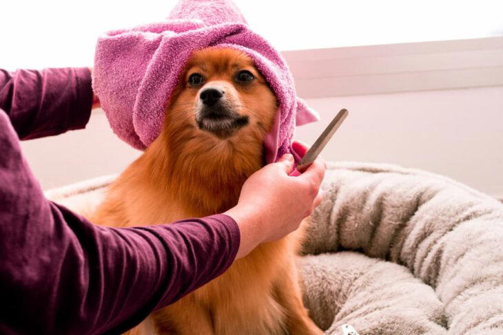How to Help Your Dog Overcome Anxiety at the Groomers: 7 Tips
