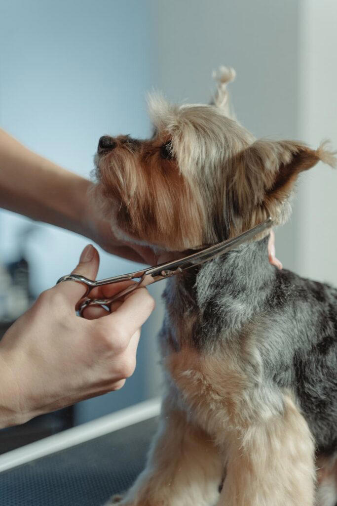 How to Help Your Dog Overcome Anxiety at the Groomers: 7 Tips