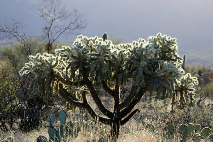 THINGS TO DO AT SAGUARO NATIONAL PARK - ARIZONA