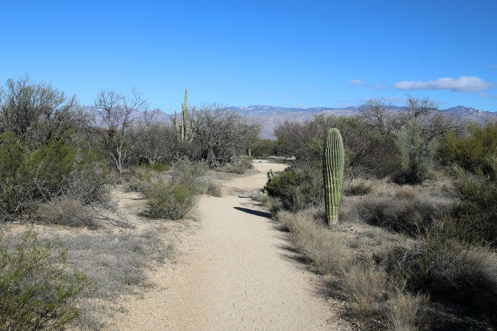 THINGS TO DO AT SAGUARO NATIONAL PARK - ARIZONA