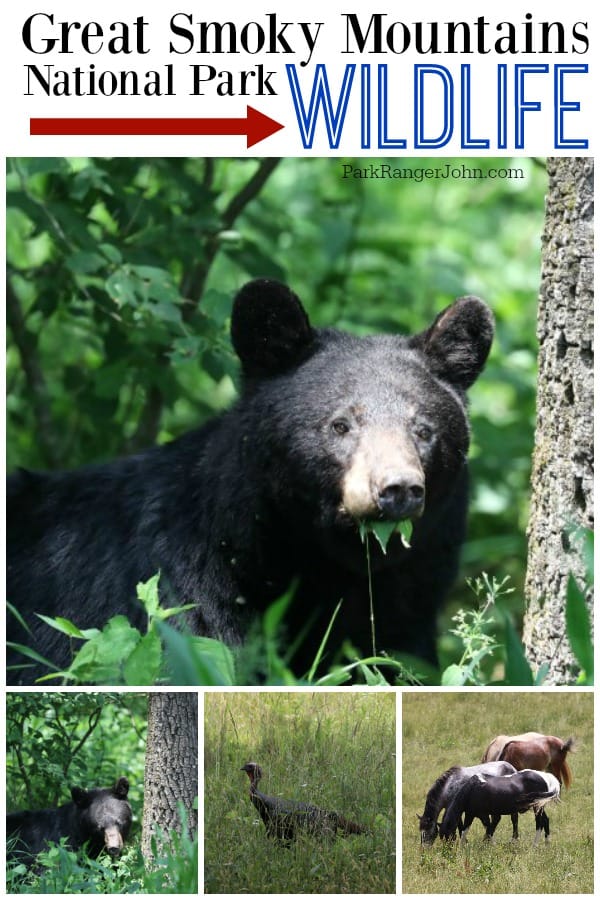 GREAT SMOKY MOUNTAINS NATIONAL PARK WILDLIFE
