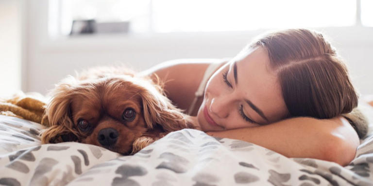 Voici les aliments à ne surtout pas donner à votre chien (et comment ...