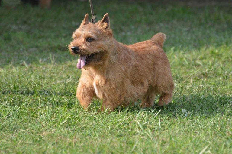 All The Terriers 2025: These are all 33 breeds of adorable Terrier dog ...