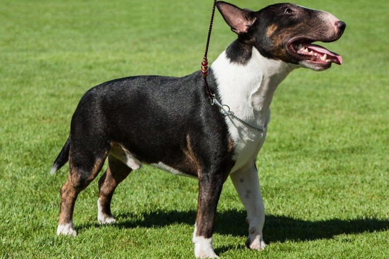 All The Terriers 2025: These are all 33 breeds of adorable Terrier dog ...