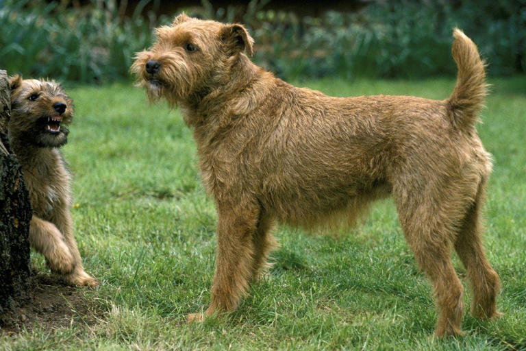 All The Terriers 2025: These are all 33 breeds of adorable Terrier dog ...