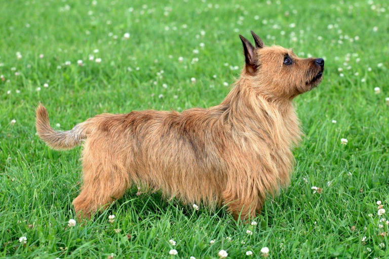 All The Terriers 2025: These are all 33 breeds of adorable Terrier dog ...