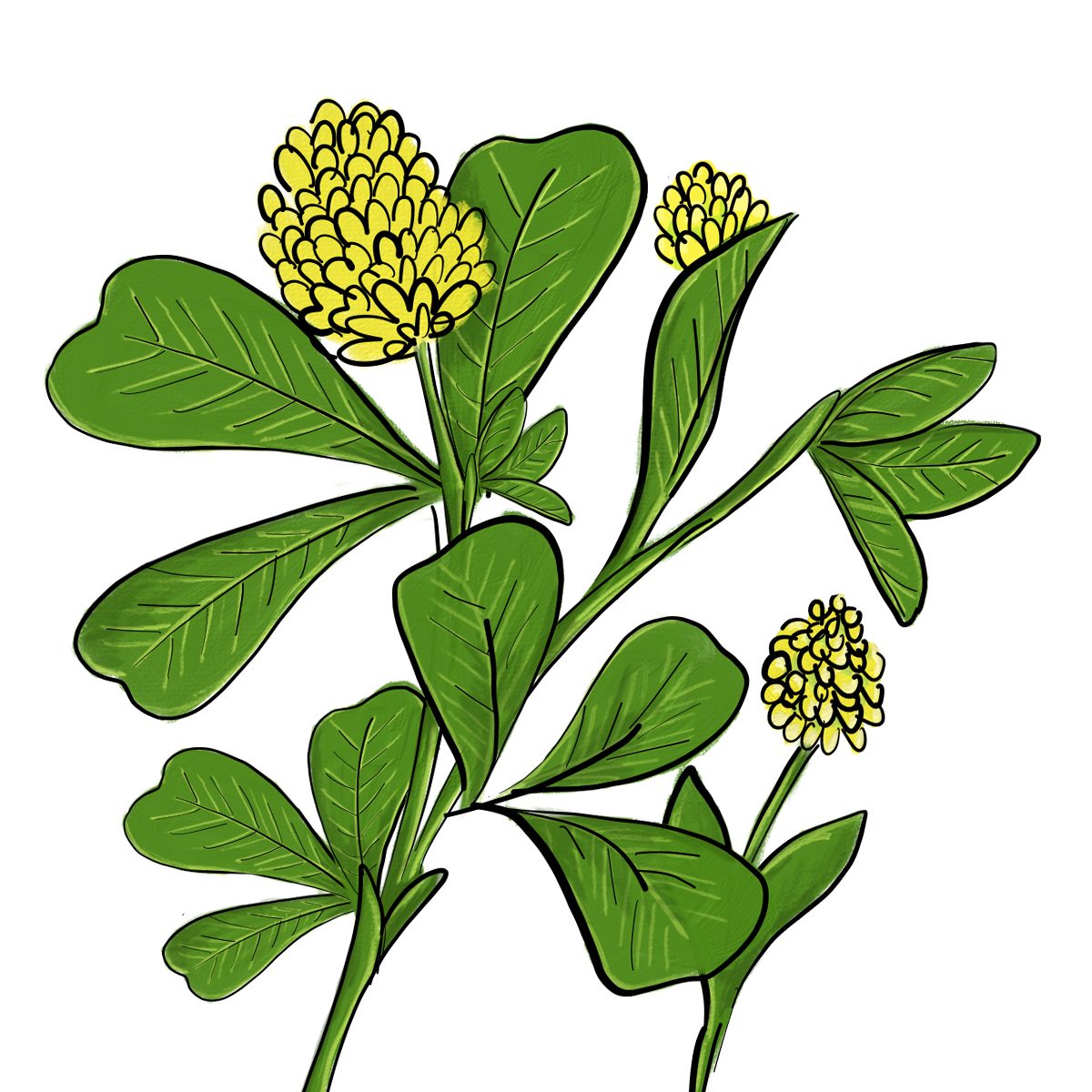 30 types of weeds and how to ID them