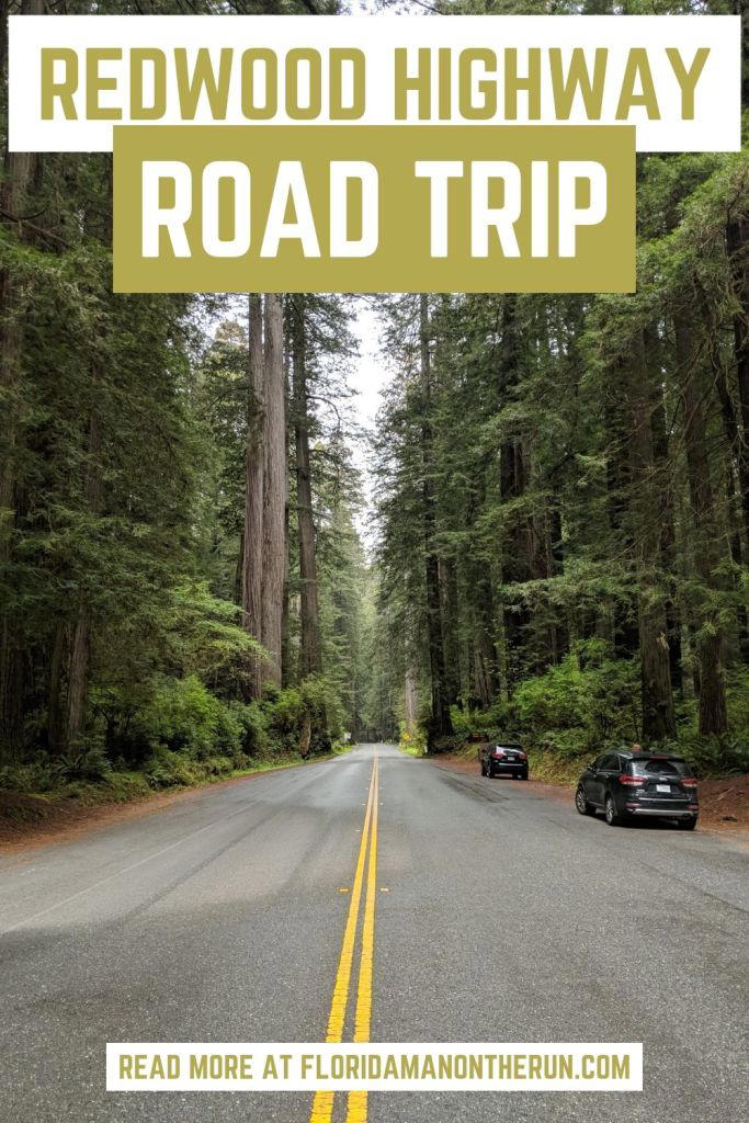 The Redwood Highway in California: An Iconic American Road Trip