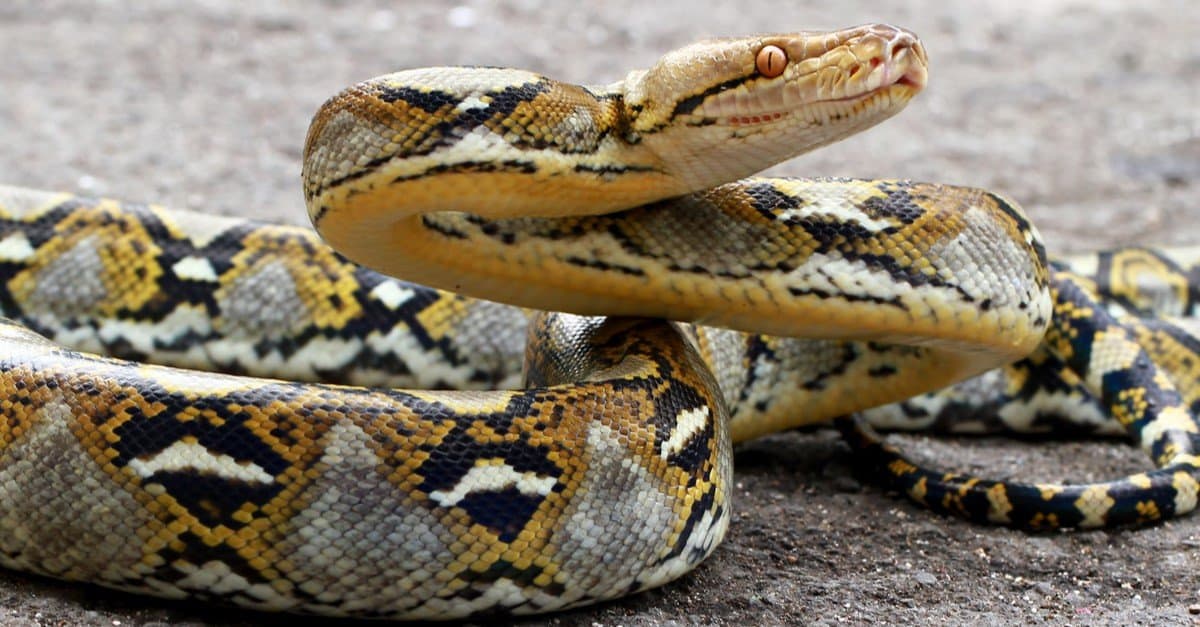 This giant python swallowed a cow on an Indian farm